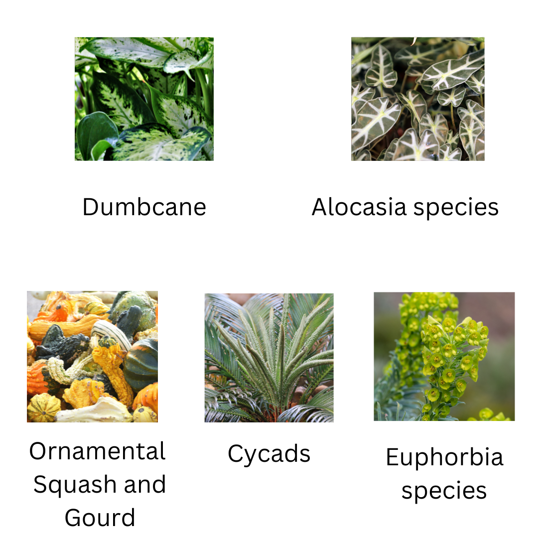 Plant Awareness for Pet Owners - National Poisons Information Centre of ...