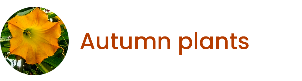 Guide to toxic plants - National Poisons Information Centre of Ireland