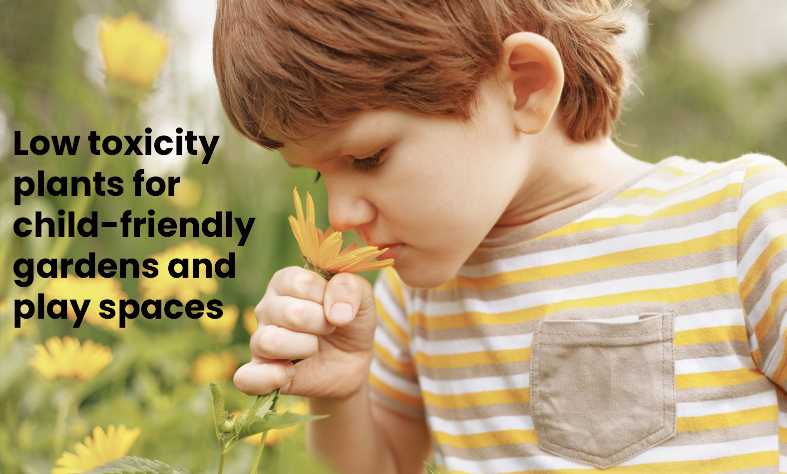 Guide to low toxicity plants for child friendly gardens and play spaces ...