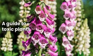 Guide to toxic plants - National Poisons Information Centre of Ireland